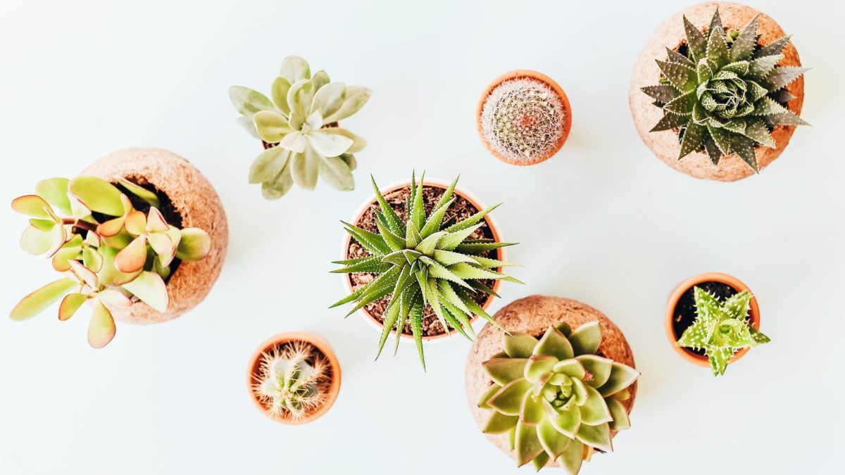 Plantas de interior: conheça algumas espécies! Blog da Medd